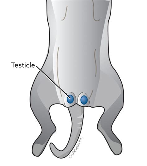 Neutering In Cats Vca Animal Hospital