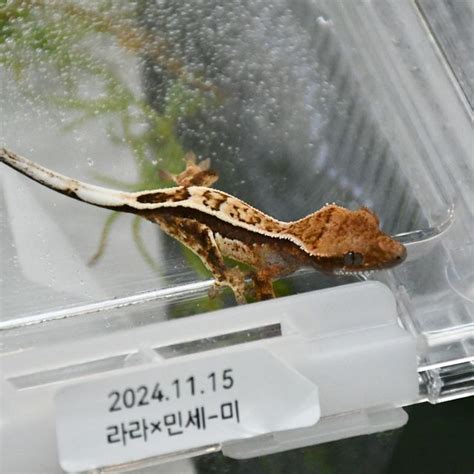 크레스티드 게코 세이블 핀스트라이프 450000원 라라렙타일 피들
