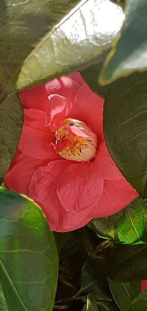 Bunga Kamelia Alam Foto Gratis Di Pixabay Pixabay