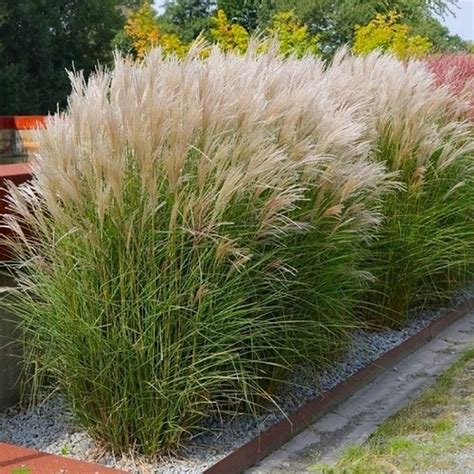 10 Stunning Flowers That Look Like Feathers For Your Garden