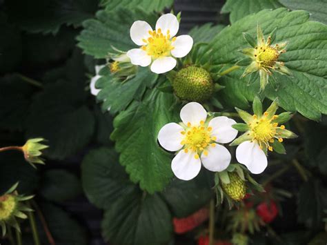 草莓花
