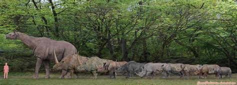 시베리아 유니콘 인류와 함께 살았다 인스티즈instiz 이슈 카테고리