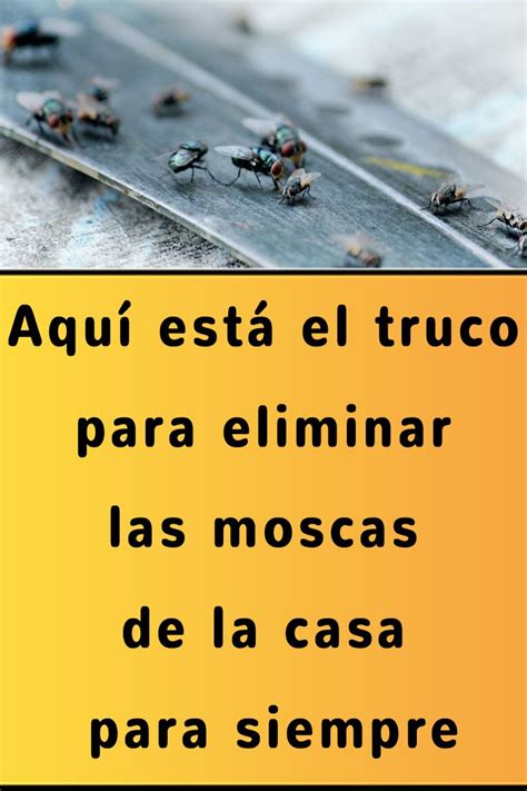 Aquí Está El Truco Para Eliminar Las Moscas De La Casa Para Siempre
