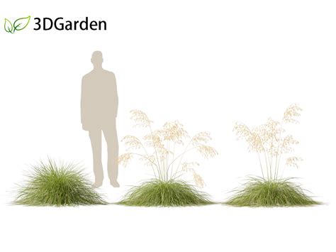 Stipa Gigantea Giant Feather Grass 3d Model 3dgardenplants