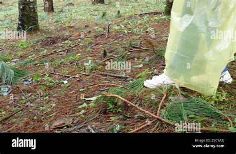 Woman Hiking In Pine Forest With Raincoat And Slipping Down The Bottom