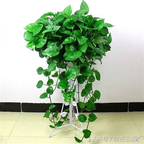 養綠蘿只要澆水加點它不黃葉綠油油枝葉健壯發瘋長 每日頭條
