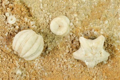 3 Crinoid Orophocrinus And Blastoid Cryptoblastus Plate Missouri