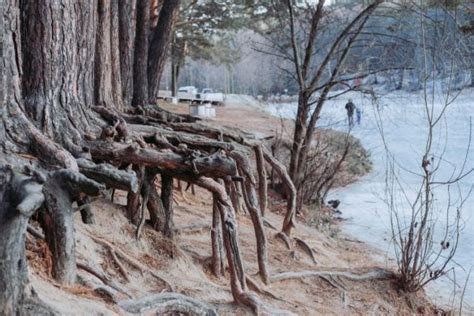 How To Stop Roots From Damaging Pipes Rolling Fields Tree Farm
