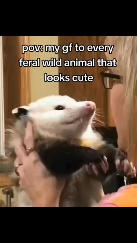 Opossum Opossumloverlife • Instagram Photos And Videos