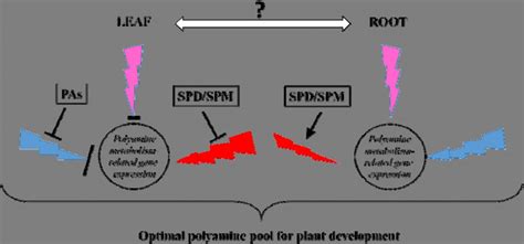 Schematic Figure On The Effect Of Polyamines Pas Spd Spermidine