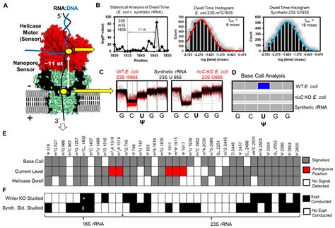 Direct Nanopore Sequencing For The 17 Rna Modification Types In 36