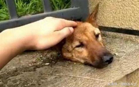 愛犬被卡在柵欄下主人得知真實原因後哭成淚人網友應該報警 每日頭條