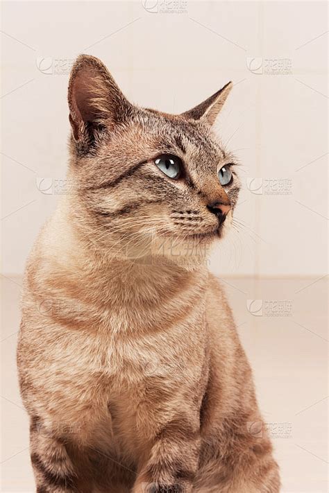 可爱的灰猫躺在地上