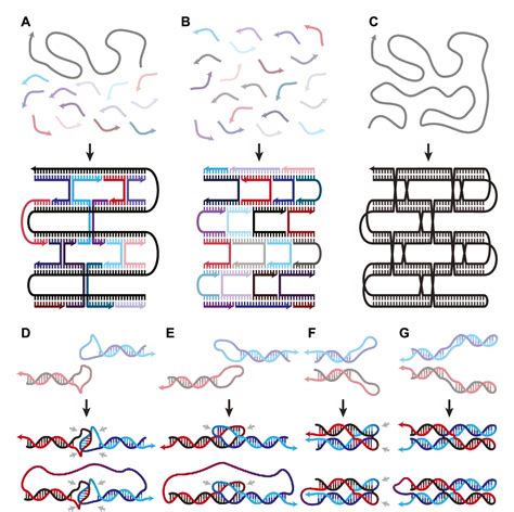Figure 1 From A Single Strand A Simplified Approach To Dna Origami Semantic Scholar