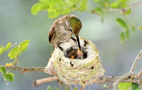 Hummingbird Nest Facts Hummingbirds Plus