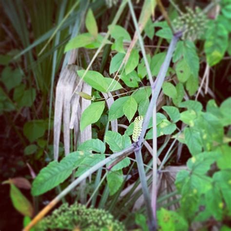 Swallowtail Update 🦋 One Of The Three Sisters Springs Facebook