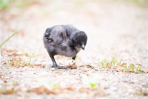 How To Monitor Humidity In An Incubator The Pioneer Chicks