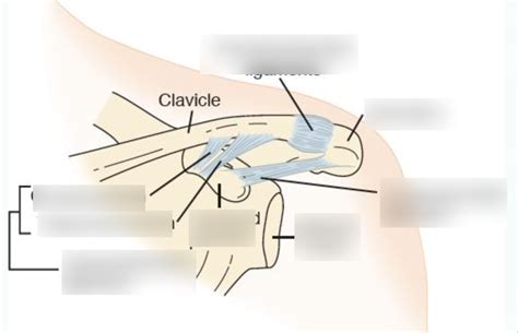 Acromioclavicular Joint Diagram Quizlet