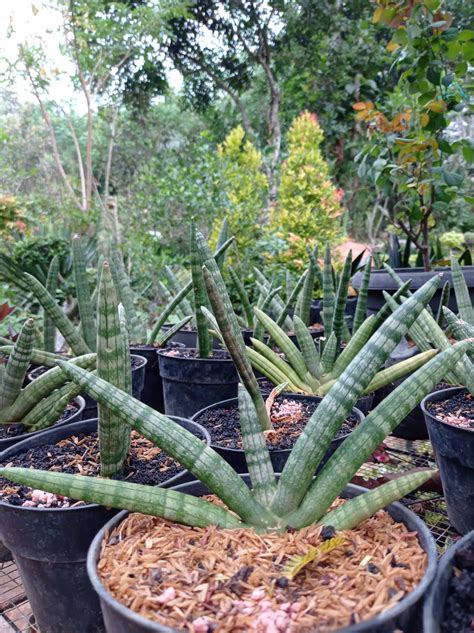 211 Tanaman Hias Yang Tahan Panas Matahari Beserta Harganya ~ Sinox Nursery