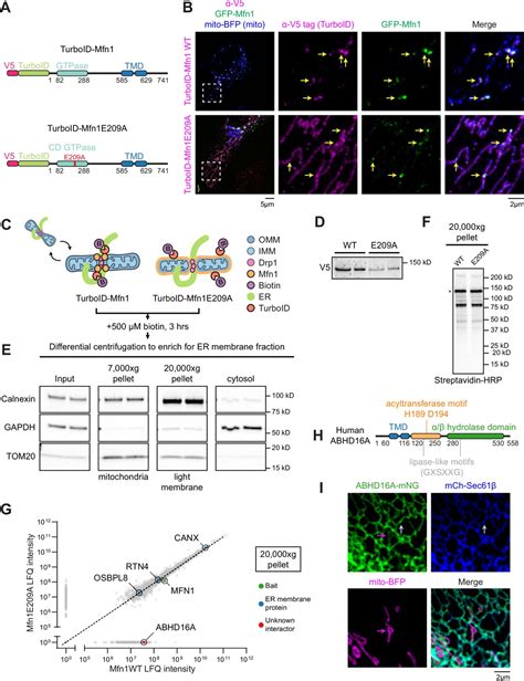 An Er Phospholipid Hydrolase Drives Er Associated Mitochondrial