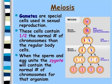 Meiosis Gametes Making Or Cell Divisionppt