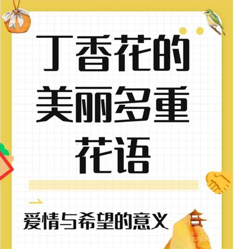 丁香花期全解析丁香花的开花时间 花植网