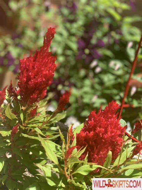 Wolfofthewild Nude Leaked Photos And Videos Wildskirts