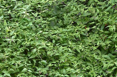 이름순 계절별 꽃색으로 찾기 좁은잎배풍등