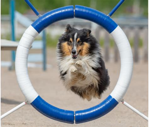 Term 1 Agility 2025 Perth Training And Obedience Dog Club