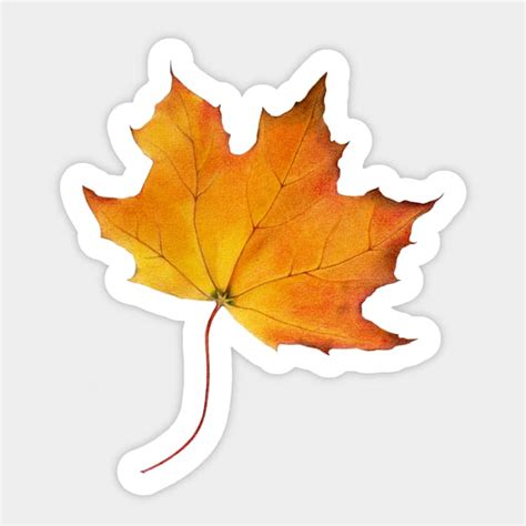 Maple Leaf Maple Leaf Sticker Teepublic