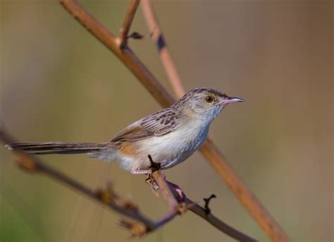 Delicate Prinia Birdforum Opus Birdforum