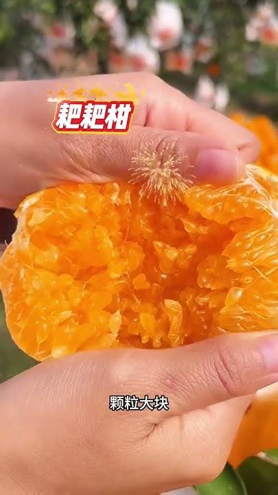 四川春见耙耙柑爆汁甜心，一口甜到心坎里，果园现现摘现发包邮到家！现摘现发新鲜到家 耙耙柑 新鲜应季水果 春见爆汁耙耙柑 快来一起尝个鲜 Youtube