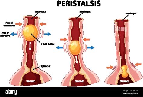 Detailed Vector Illustration Of Peristalsis In The Esophagus
