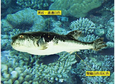 紅鰭多紀魨 紅鰭東方魨虎河魨 農業知識入口網