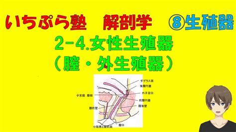 【いちぷら塾】解剖学 8生殖器系 2 4女性生殖器（膣・外生殖器） あん摩マッサージ指圧師、鍼灸師 Youtube