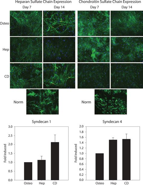 Disruption Of Heparan Sulfate Hs And Chondroitin Sulfate Cs Chains Download Scientific
