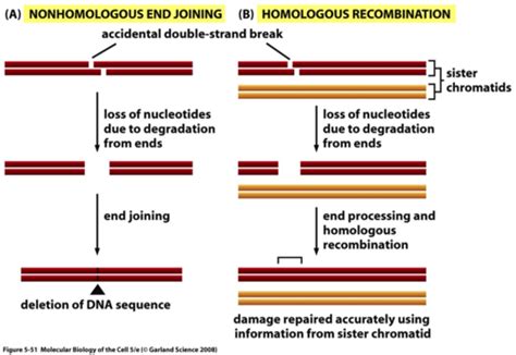 Biol 3450 Ch 14 Gene Mutation Dna Repair And Transportation