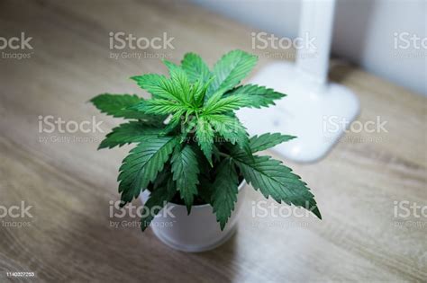 대마초 성장의 식물 홈 실내에서 마리화나를 성장 대마초 식물 성장 닫습니다 Led 빛 아래 성장 하는 실내 재배 개념 마리화나