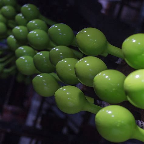 Know Our Process Tilly Balloons