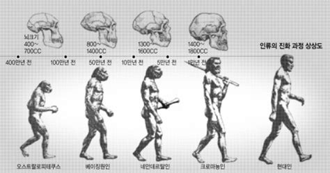 인류의 진화과정 네이버 블로그