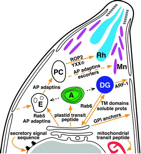 Post Golgi Protein Targeting In The T Gondii Secretory Pathway