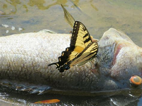 Eastern Tiger Swallowtail From Baldwin County Al Usa On June 13 2023