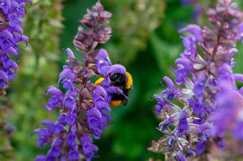 Bumblebee Insect Nature Free Photo On Pixabay
