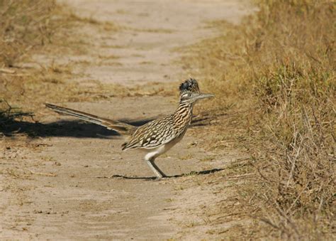 Desert Roadrunner Facts