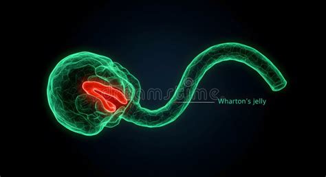 Umbilical Cord Anatomy 3d Visualization Of Wharton S Jelly And Fetal