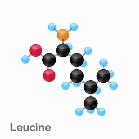 Leucine Chemical Structure Illustrations Royalty Free Vector Graphics
