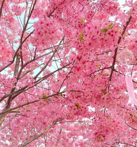 【python表白代码】你喜欢什么场景下的告白？ 我途径一场樱花的绽放 想分享给你”（永不落幕的樱花代码合集）python告白樱花 Csdn博客