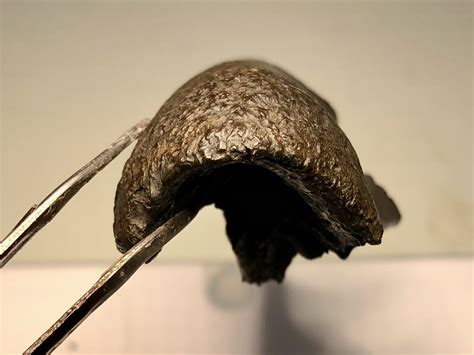 Unidentified Pierre Shale Fossil Not Mosasaur Fossil Id The