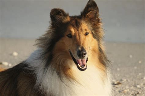 Het Trieste Verhaal Van Lassie De Hond Kiwi Leaks