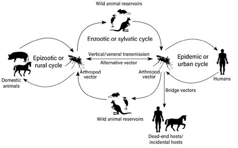 2 The Different Arbovirus Transmission Cycles Adapted From Cholleti